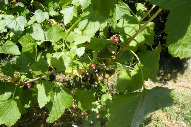 Elixir Floral Cassis Fruit