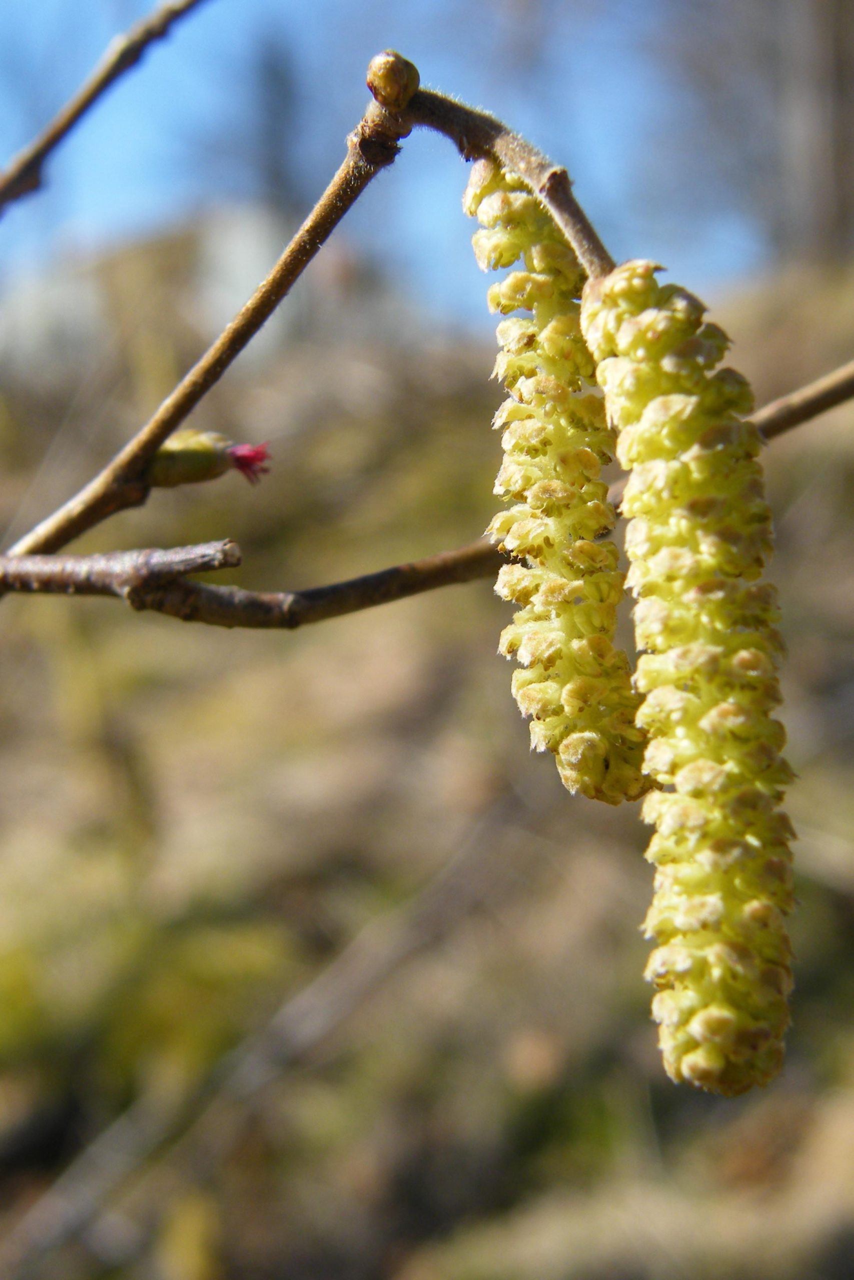 Elixir Floral Chaton de Noisetier